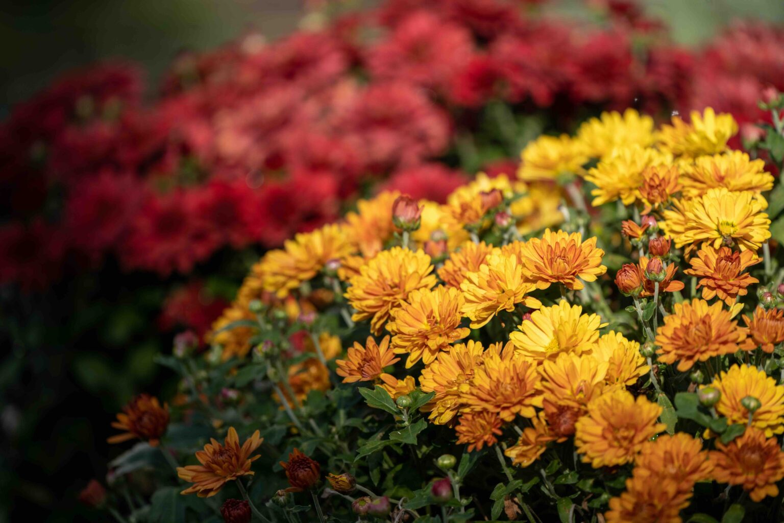 Autumn Flowers and How To Use Them – Practical Plants | Every Plant ...
