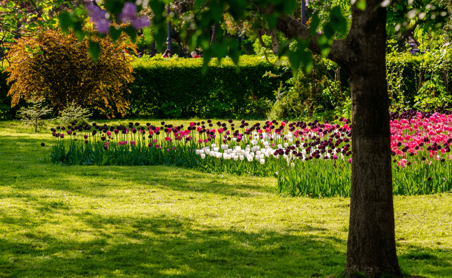 Practical Plants | Every Plant. One Supplier. – Phil Rusted | The ...