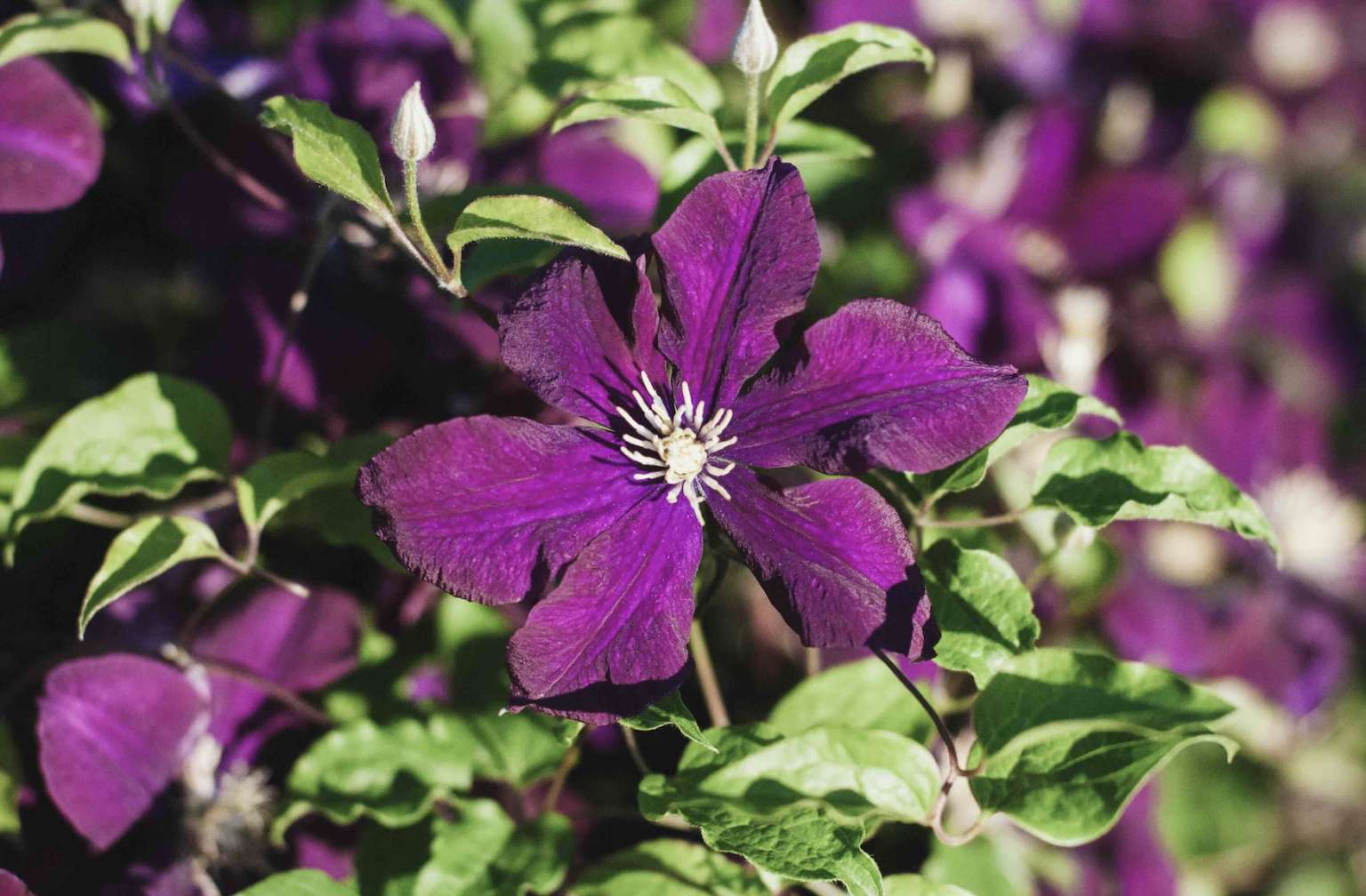 Plants – Practical Plants | Every Plant. One Supplier.