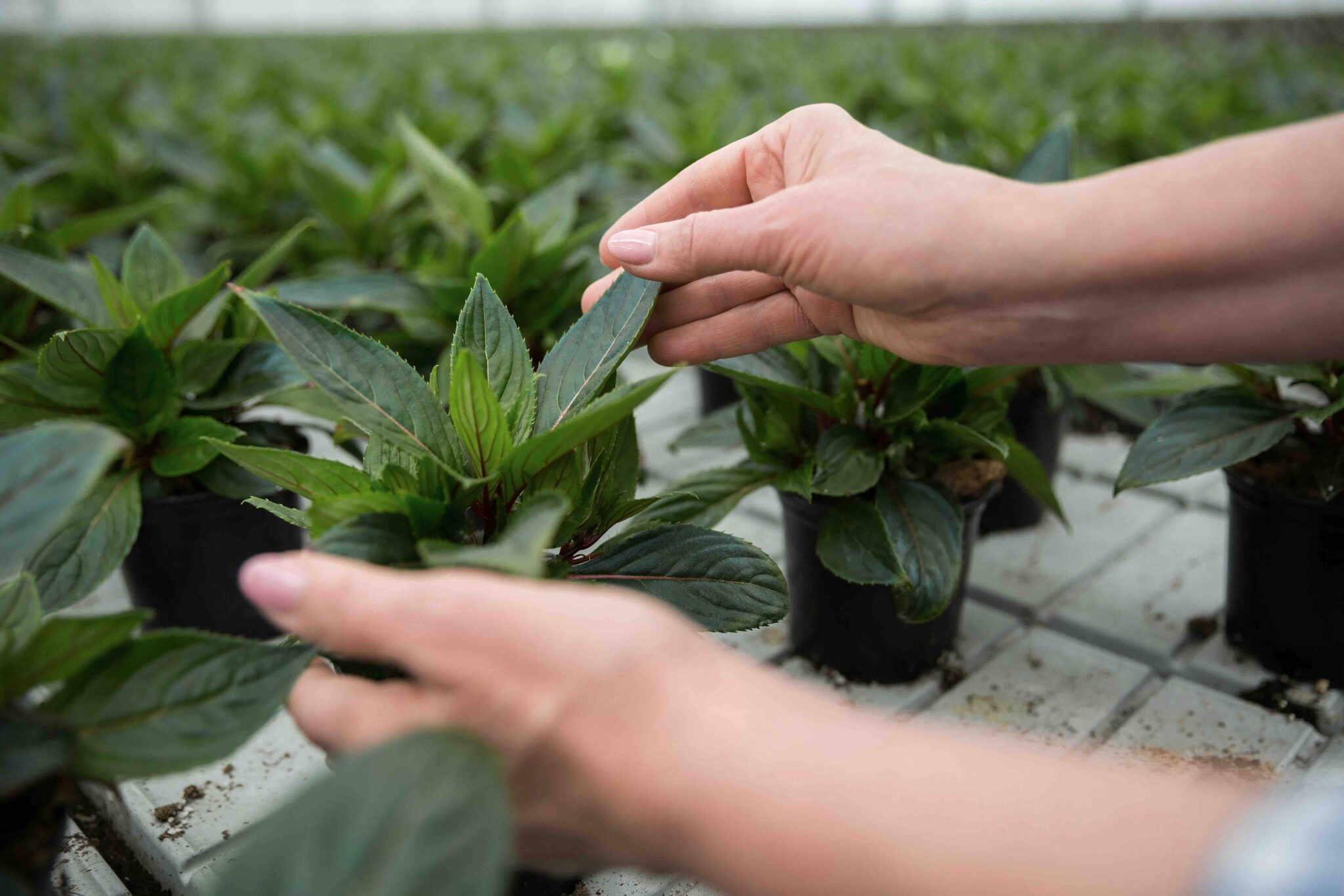 Services – Practical Plants | Every Plant. One Supplier.