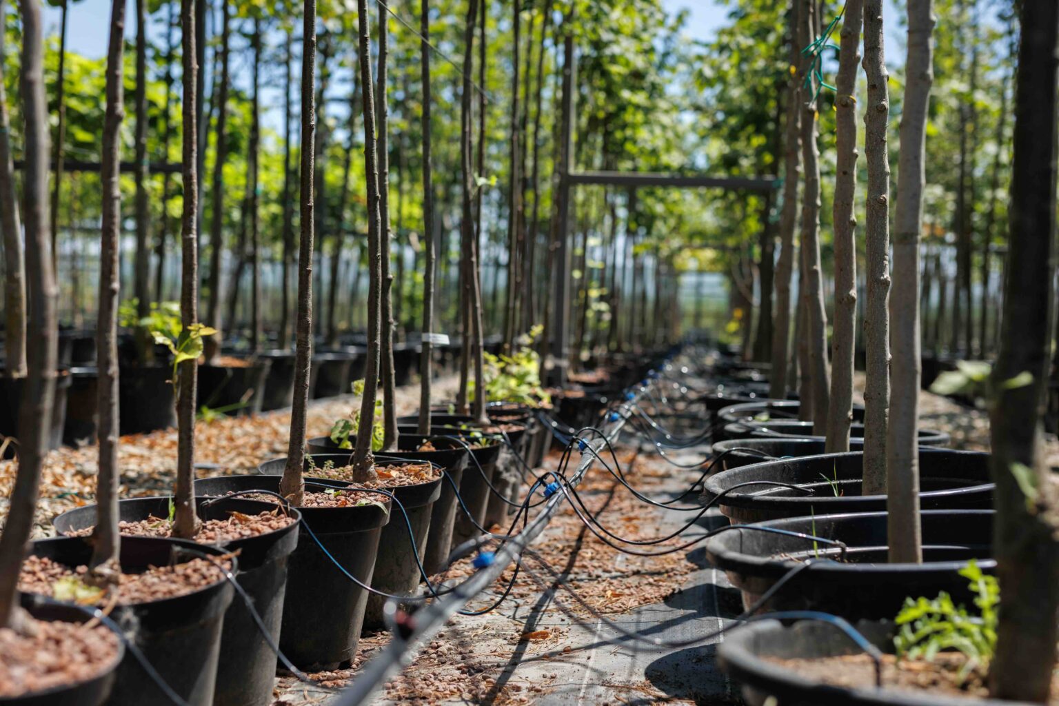 Services – Practical Plants | Every Plant. One Supplier.